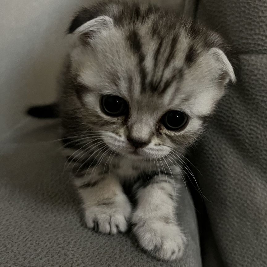 Шотландский вислоухий короткошёрстный котёнок
