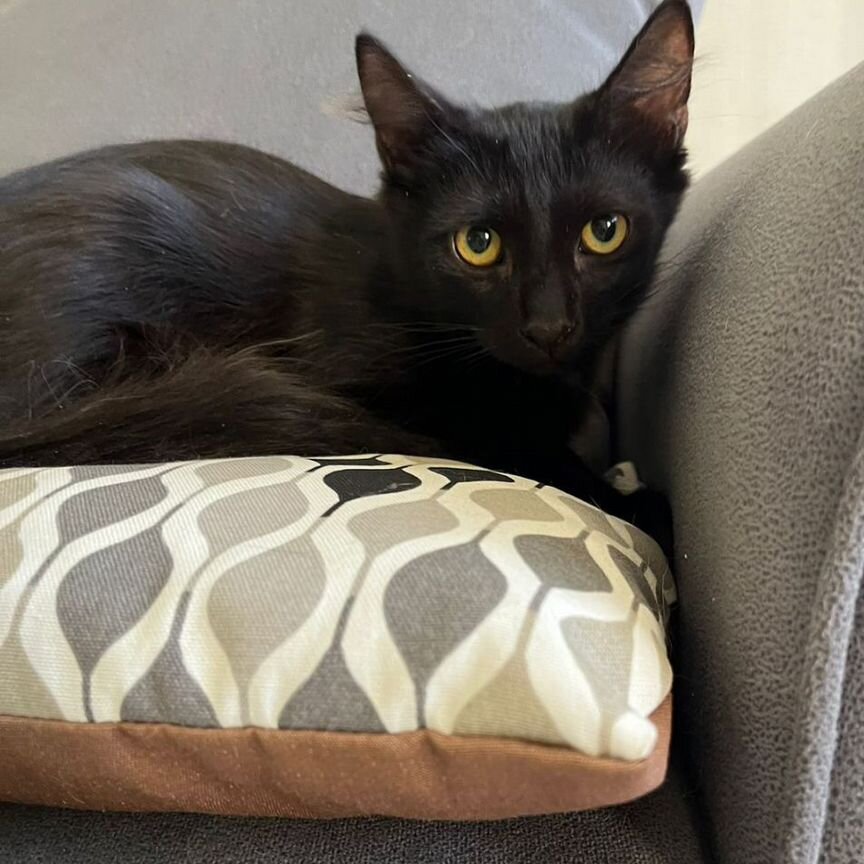 Котенок черный красавчик