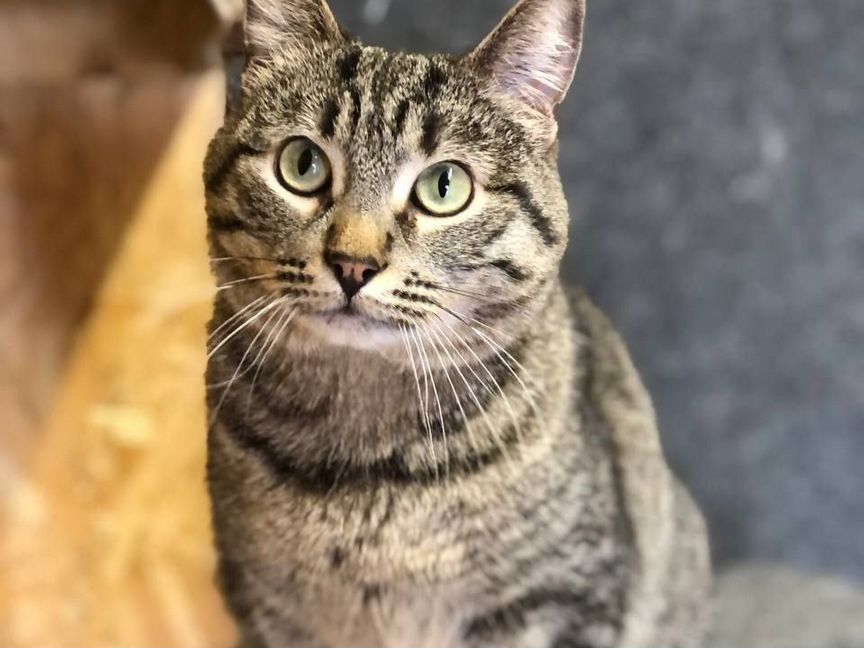 Обычная серая кошечка Василиса