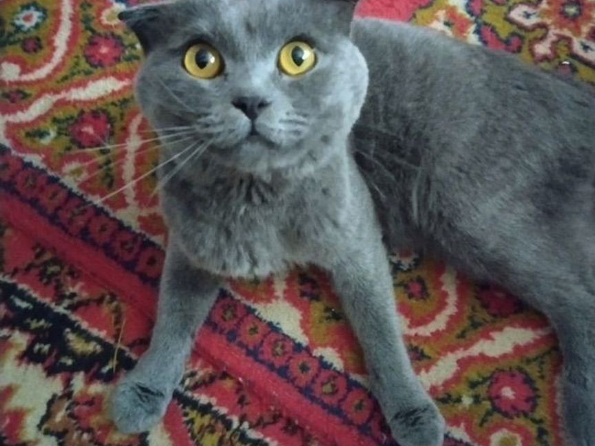 Найден вислоухий кот