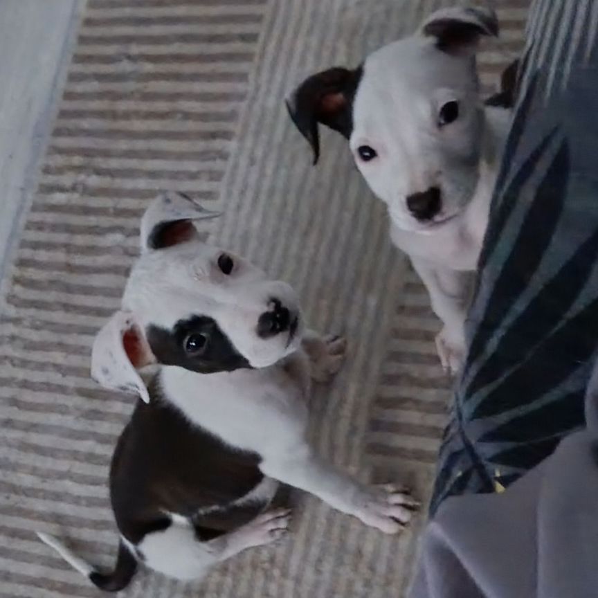 Американский стаффордширский терьер, щенок