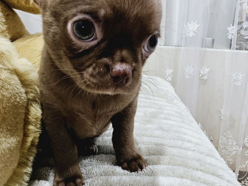 Мультяшный малый