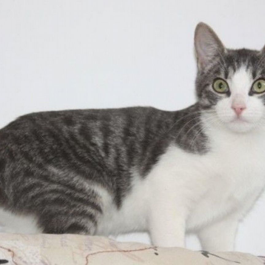 Котенок зеленоглазый