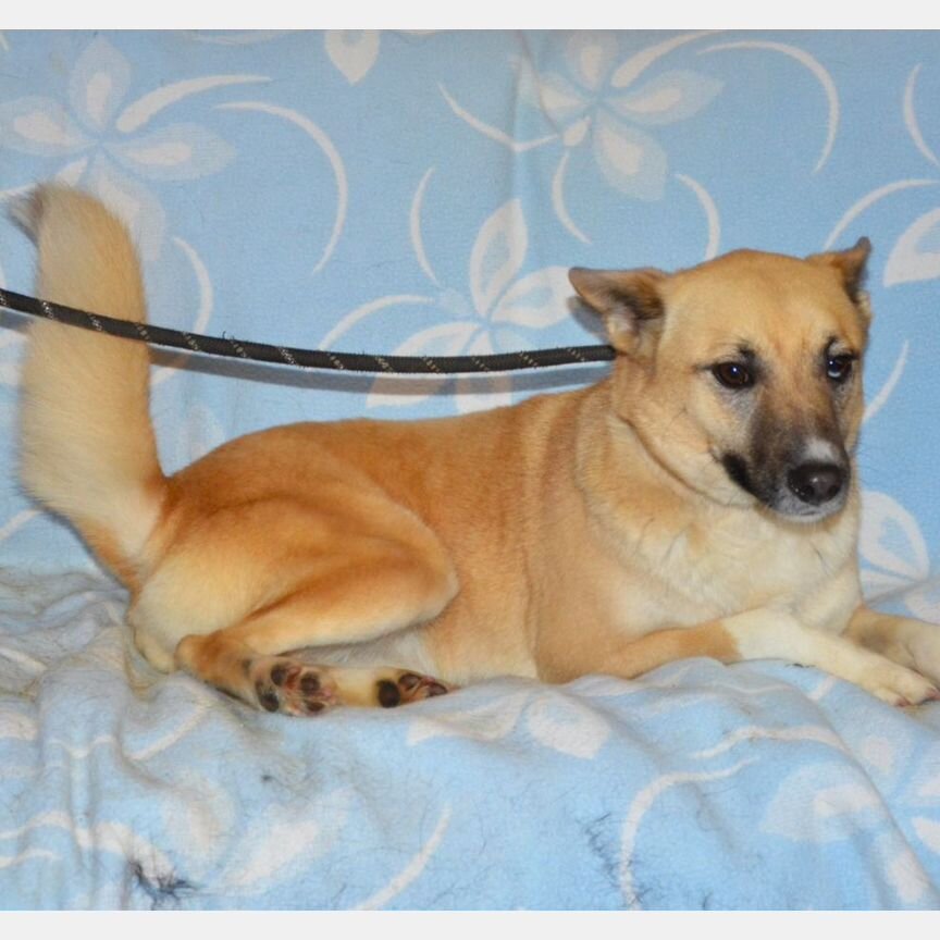 Лилу в поисках семьи