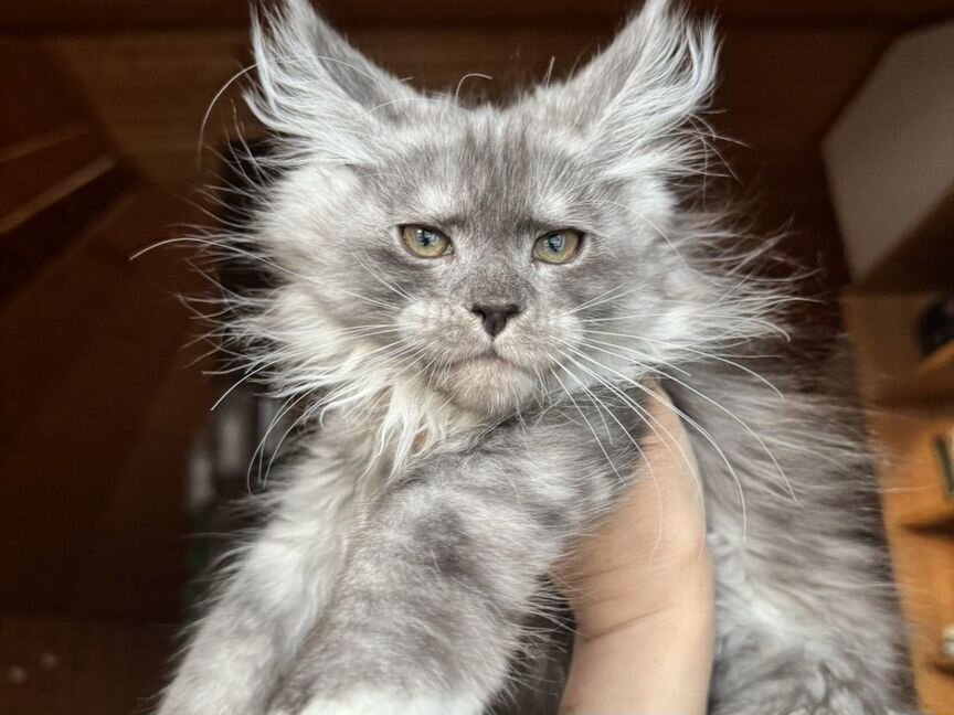 Клубные котята мейн-кун