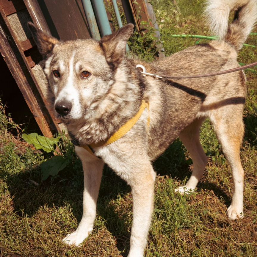 Хаски метис