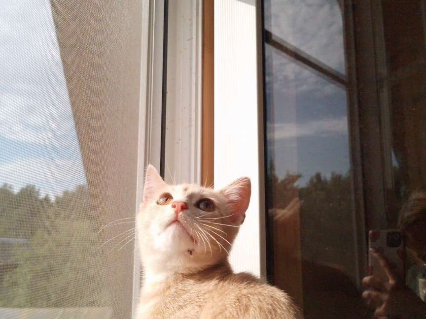 Кофейный котёнок