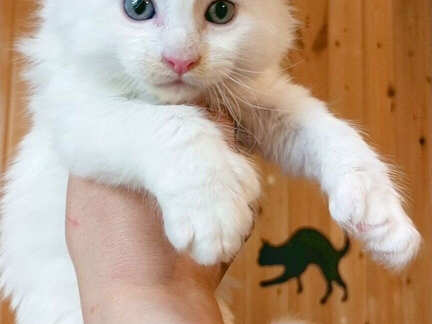 Котята Мейн-Кун Полидакт Резерв Питомник