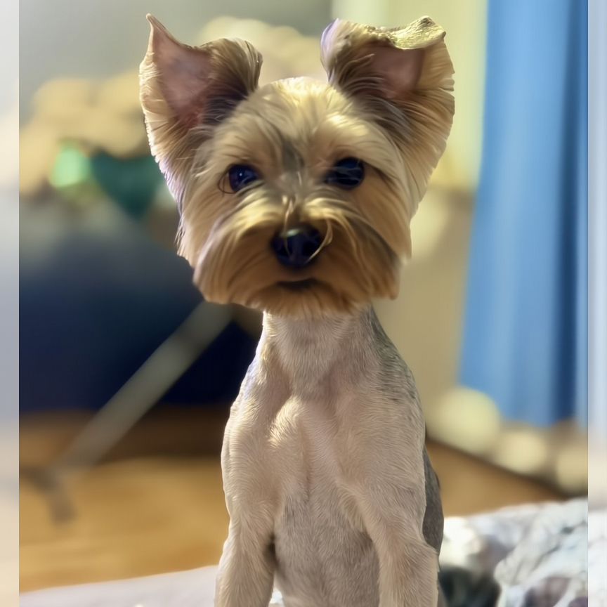 Йоркширский терьер, щенок