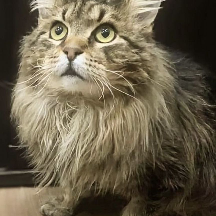 Котик, помесь с мейн-куном бесплатно