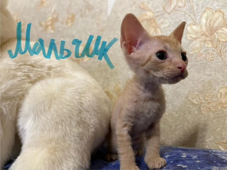 Донской сфинкс котята