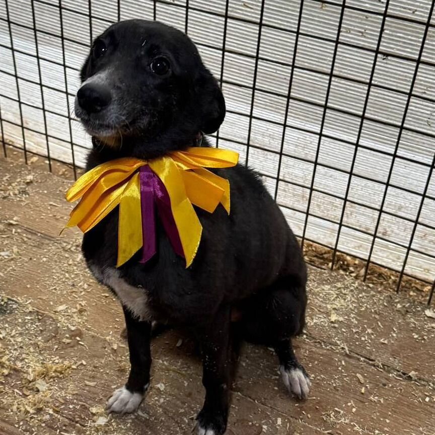 Взрослая собака в добрые руки