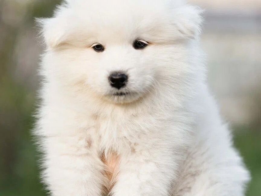 Самоед щенки