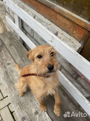 Алиса ищет дом