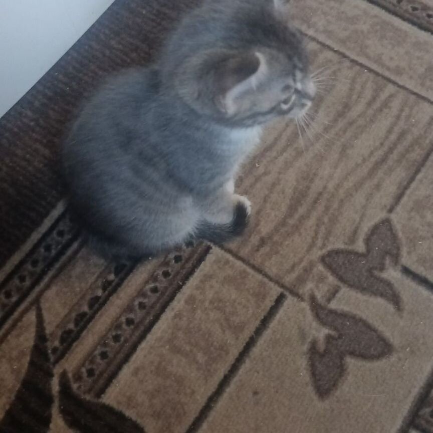 Отдам бесплатно в добрые руки мальчик