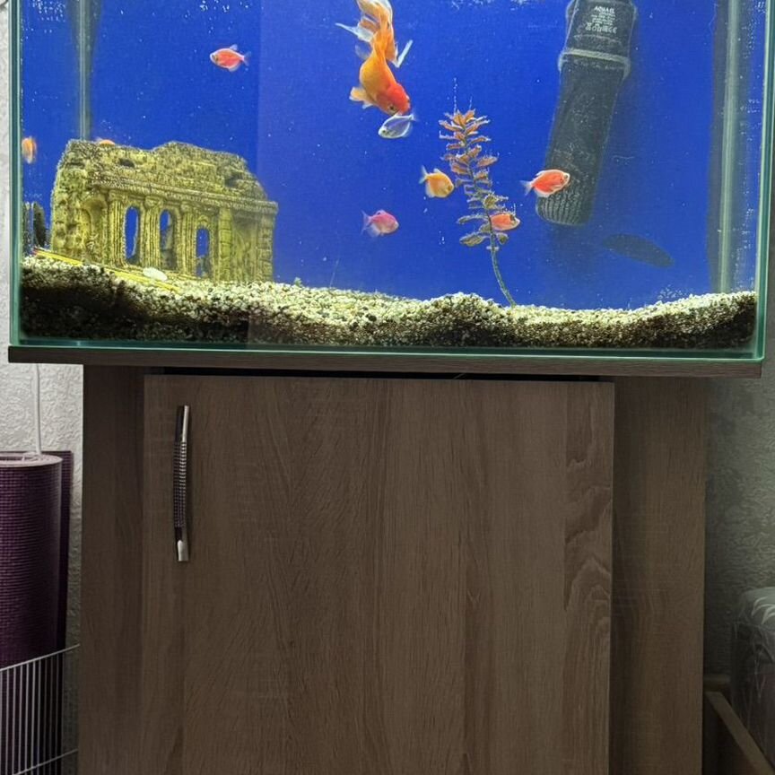 Аквариум с золотой рыбкой и всем содержимым