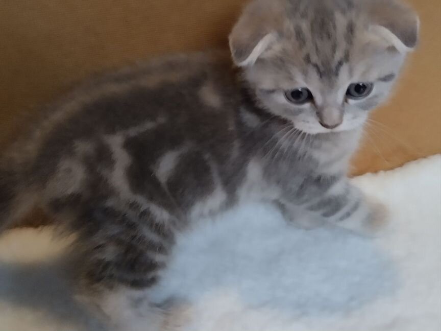 Шотландская вислоухая