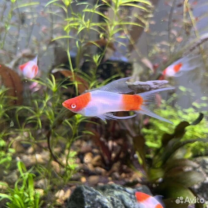 Меченосец Кохаку