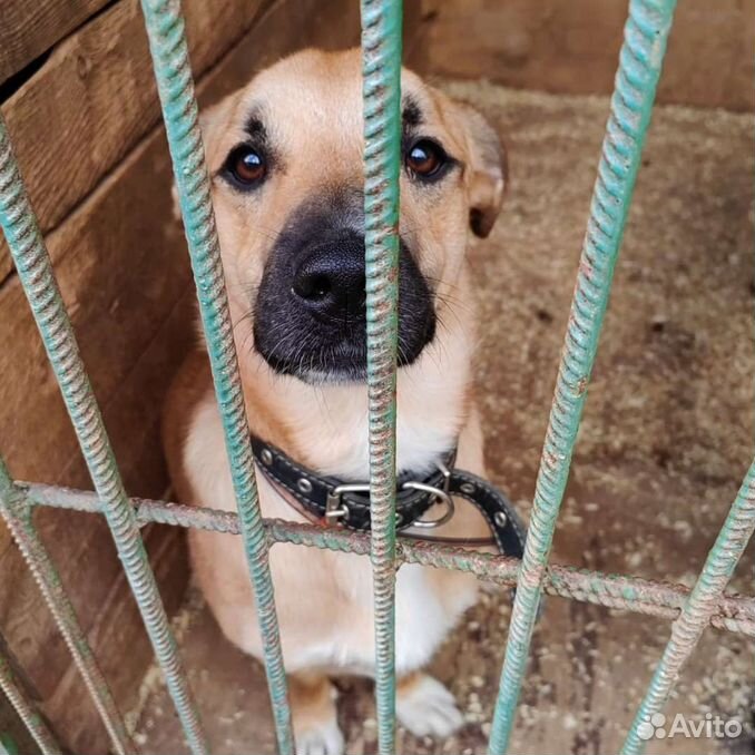 Маленький Батлер из приюта в добрые руки
