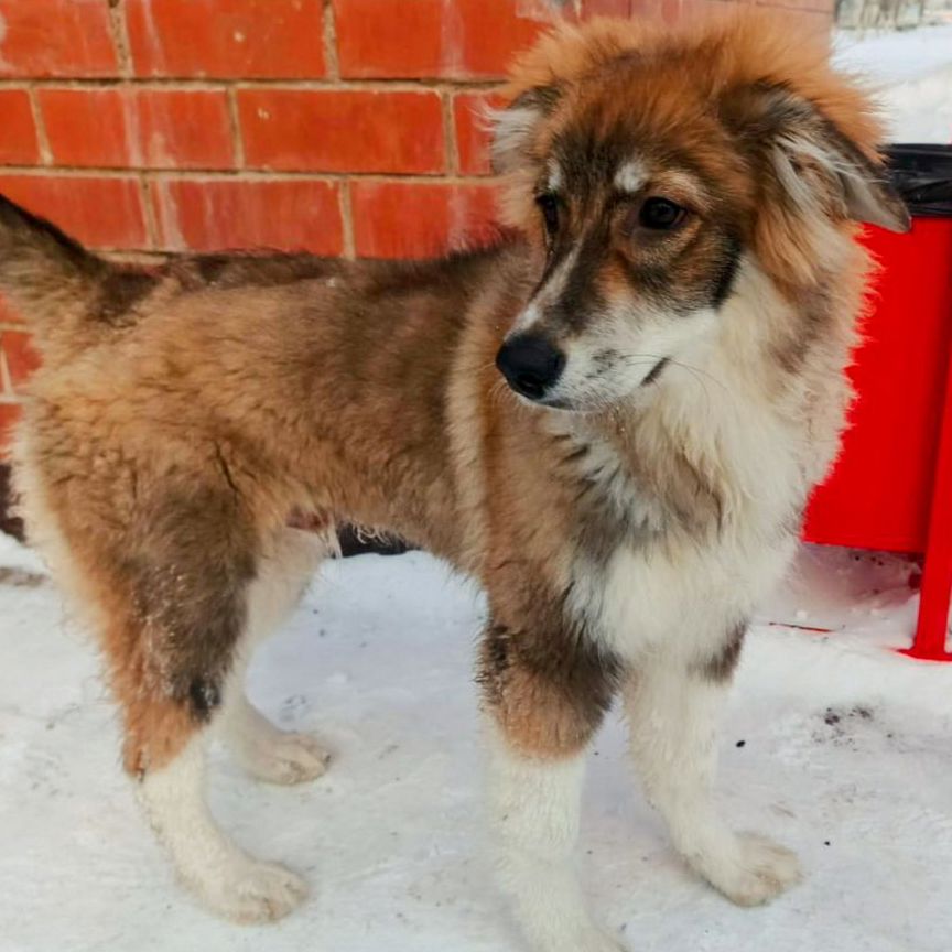 Щенок в добрые руки бесплатно