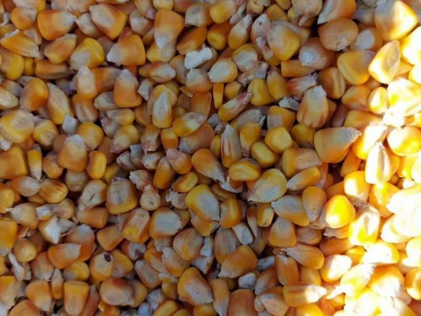 Семечко, Кормовая кукуруза корма