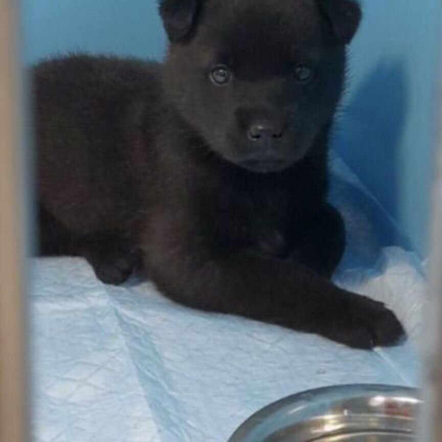 Щенок в добрые руки