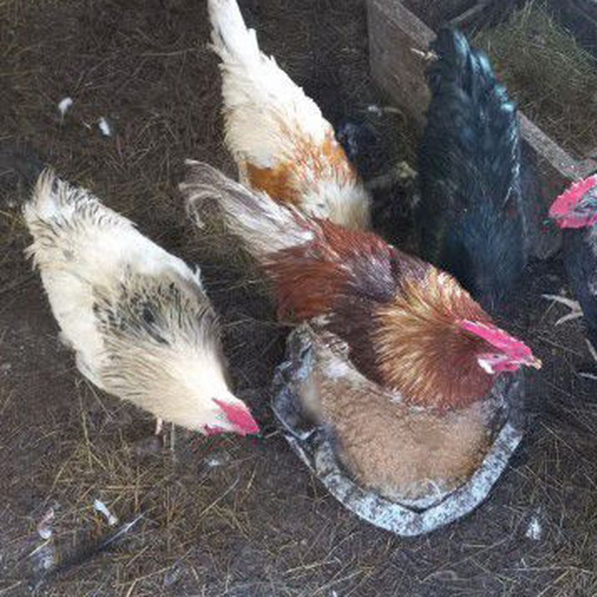 Молодые петухи