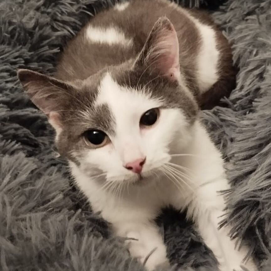 Котёнок девочка 5 мес