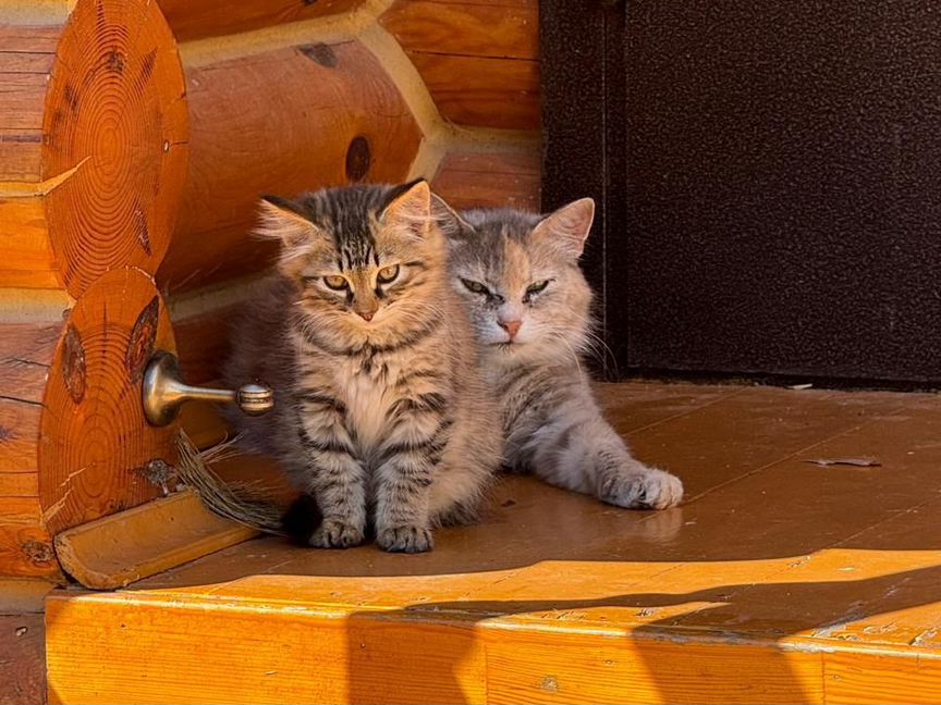 Котенок и мама-кошка