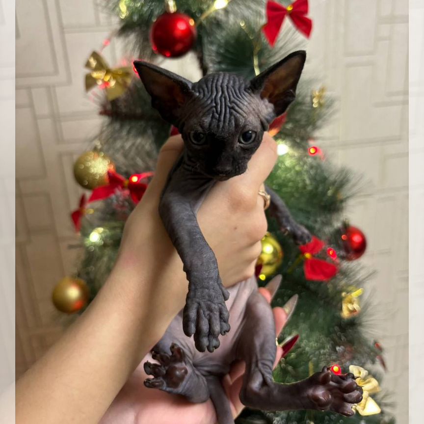 Канадский сфинкс котёнок