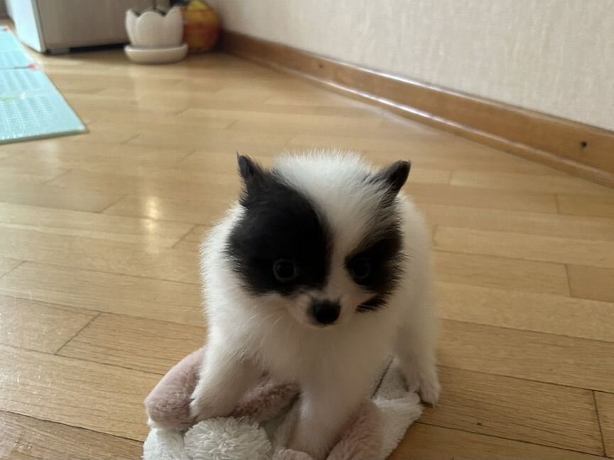 Щенок померанского шпица micro,супер мини