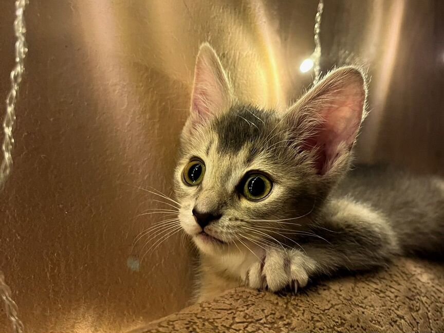 Абисинский котенок