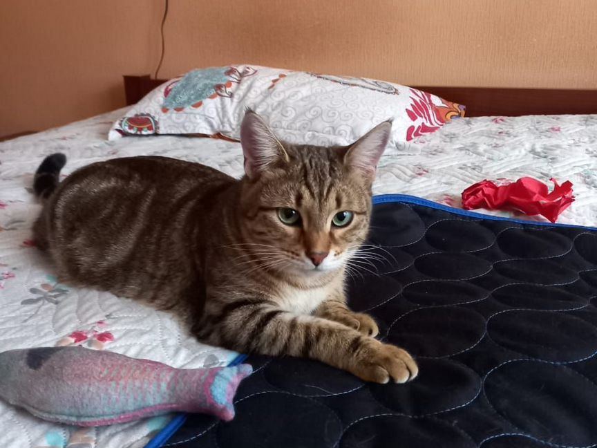 Прекрасные котята в добрые руки