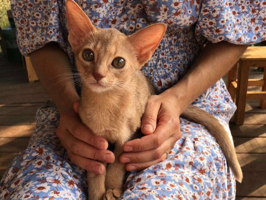 Абиссинский котенок фавн