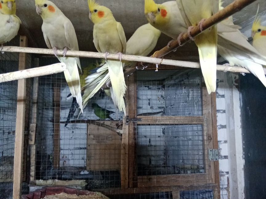 Попугай карела молодые