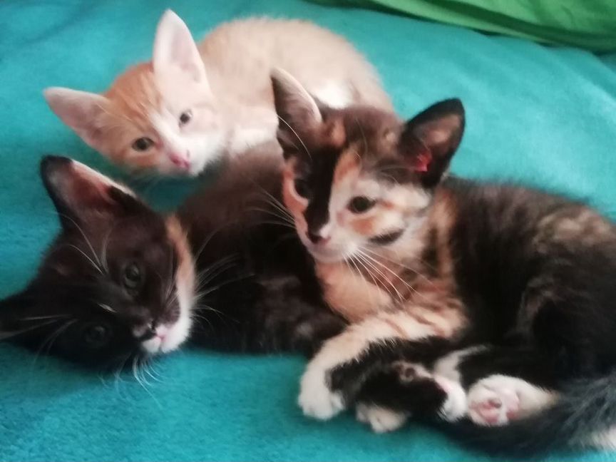 Котята в хорошие руки