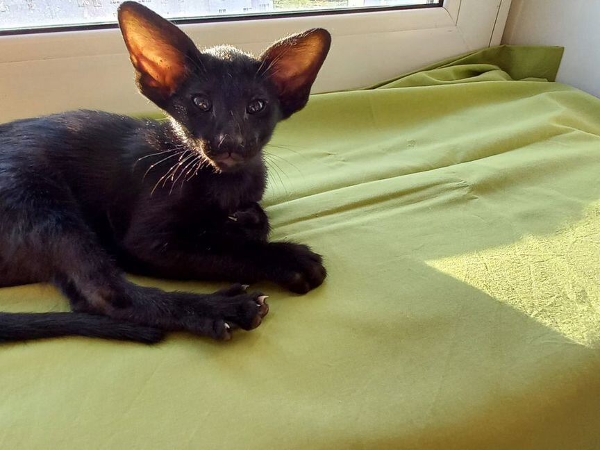 Резерв ориентальные котята