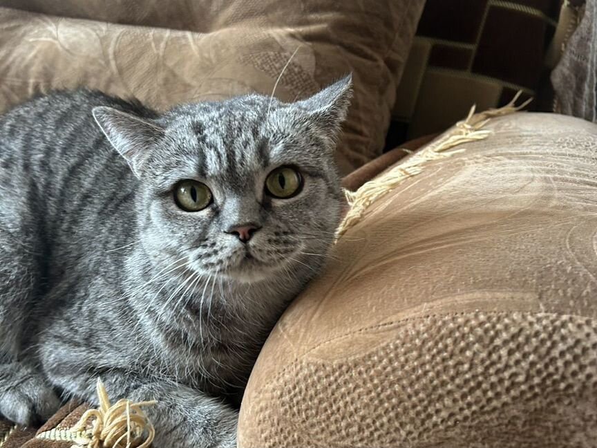 Шотландская кошка на усыпление