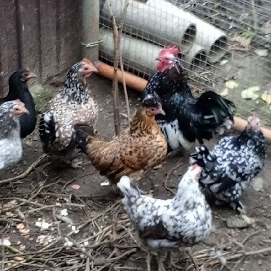 Карликовые куры