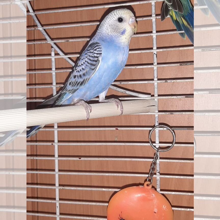 Волнистый попугай