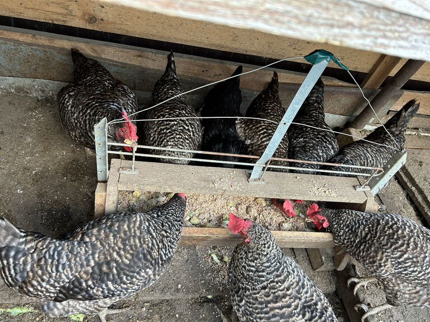 Куры несушки ломан браун