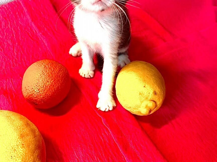 Котенок девочка полтора месяца