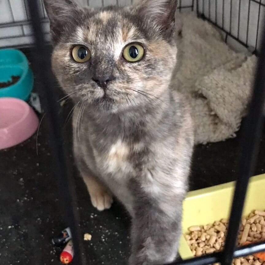 Котенок девочка в добрые руки