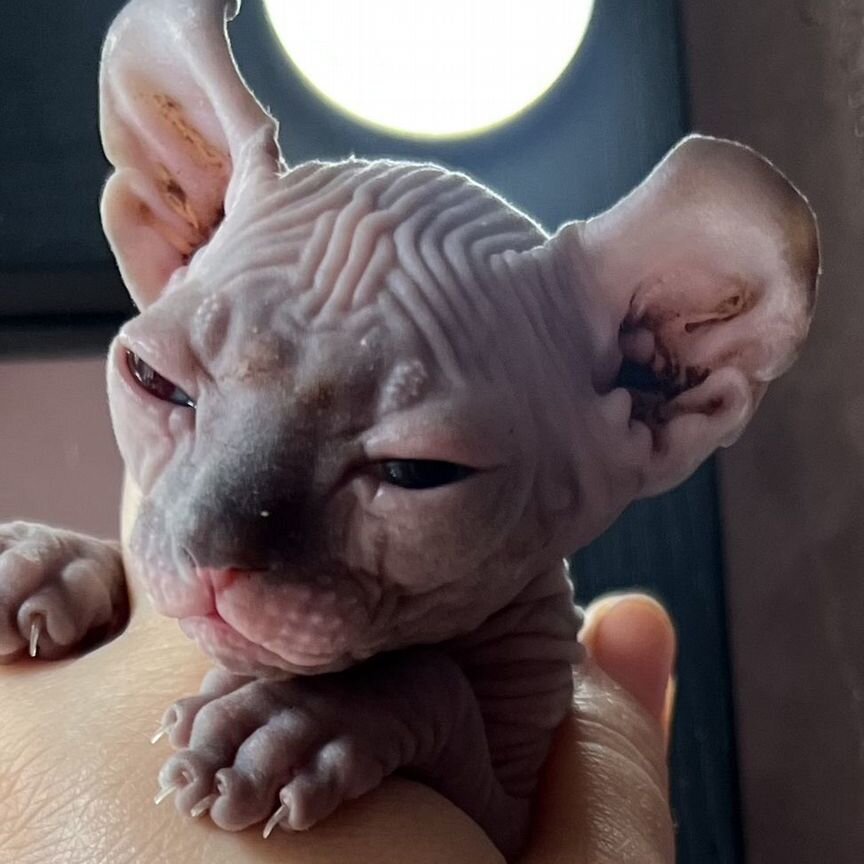 Канадский сфинкс котёнок