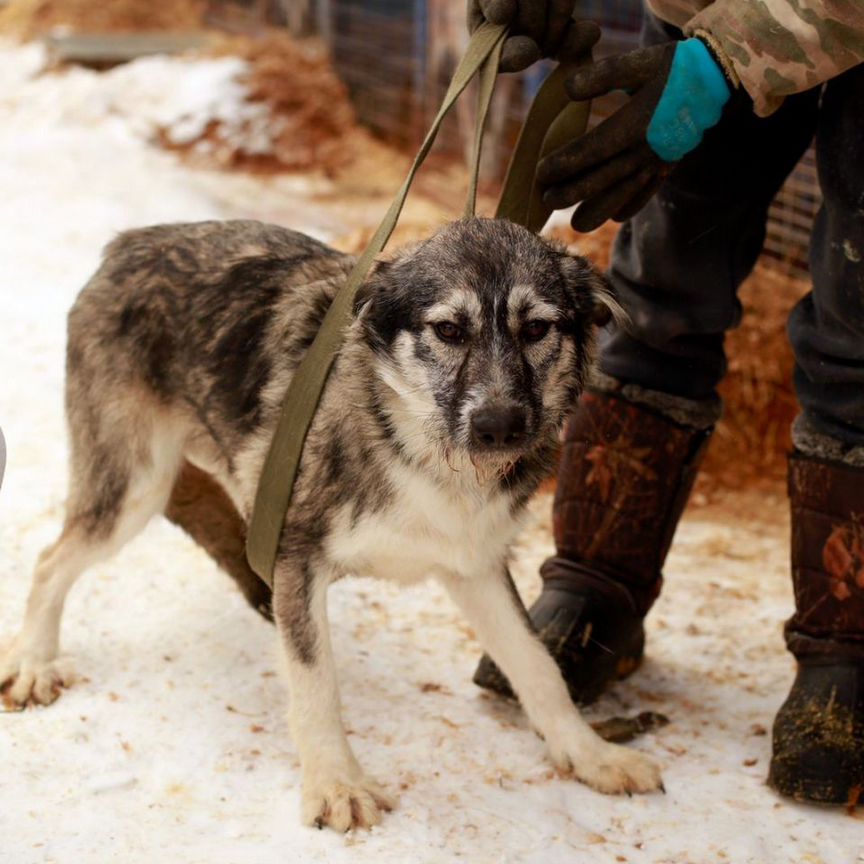 Собачка Печалька ищет дом