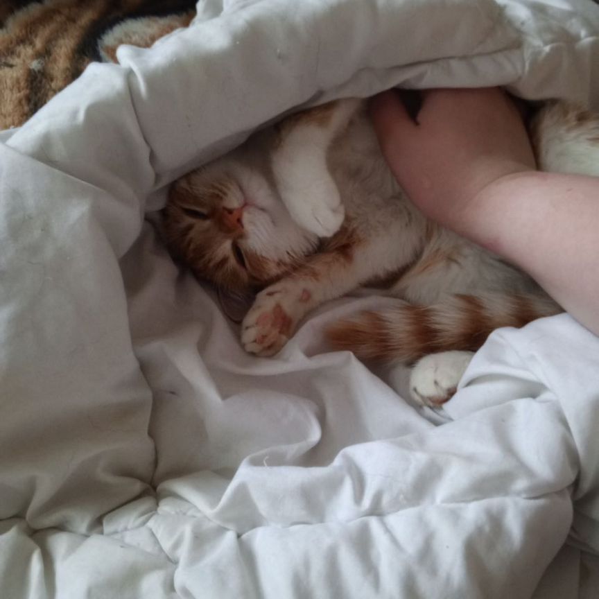 Рыжая кошка девочка