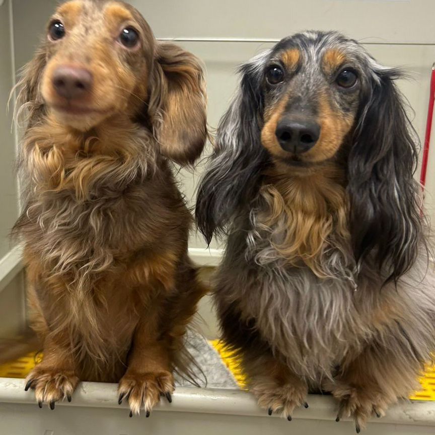 Карликовая такса, взрослый пёс