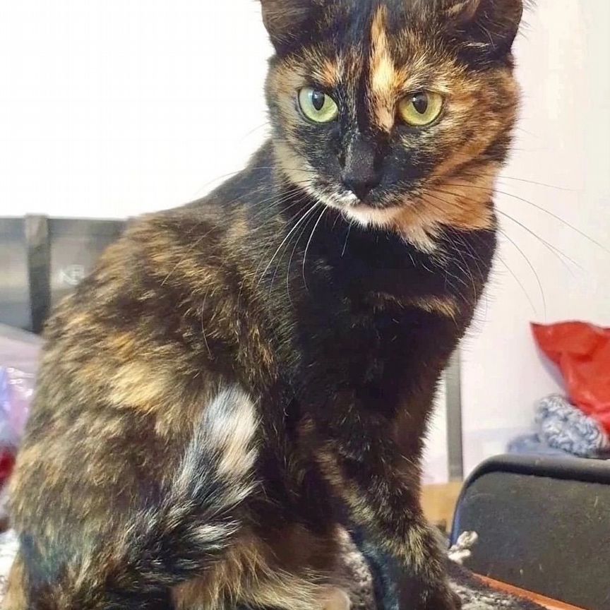 Возьмите из приюта