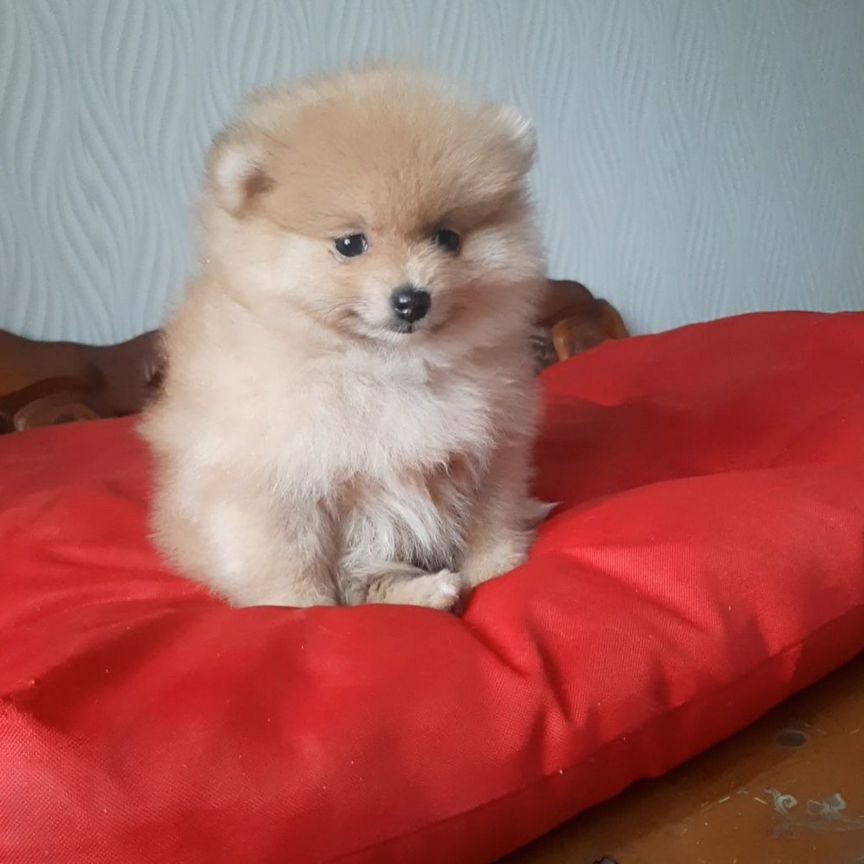 Девочка помочка
