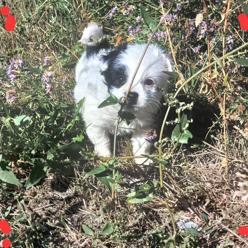 Очаровательные детки мальтипушки